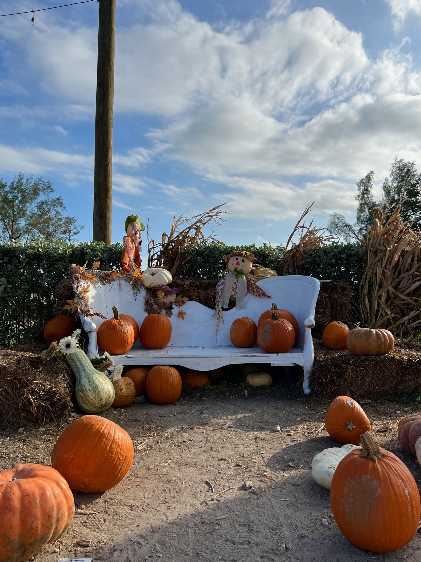 Los Mejores Pumpkin Patches en Miami